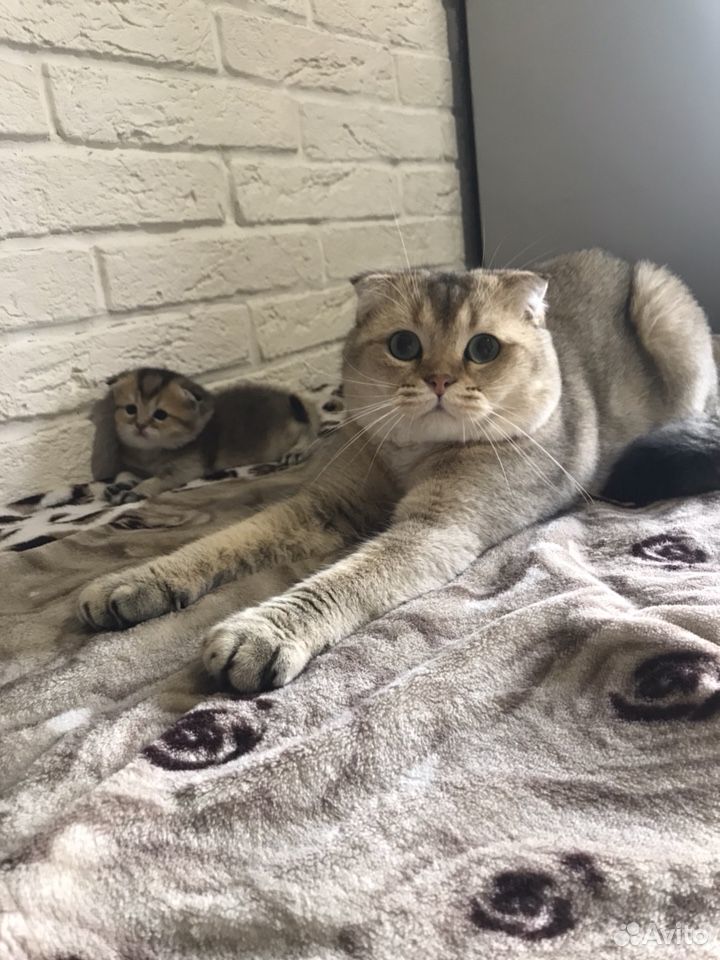 Золотой кот Вязка