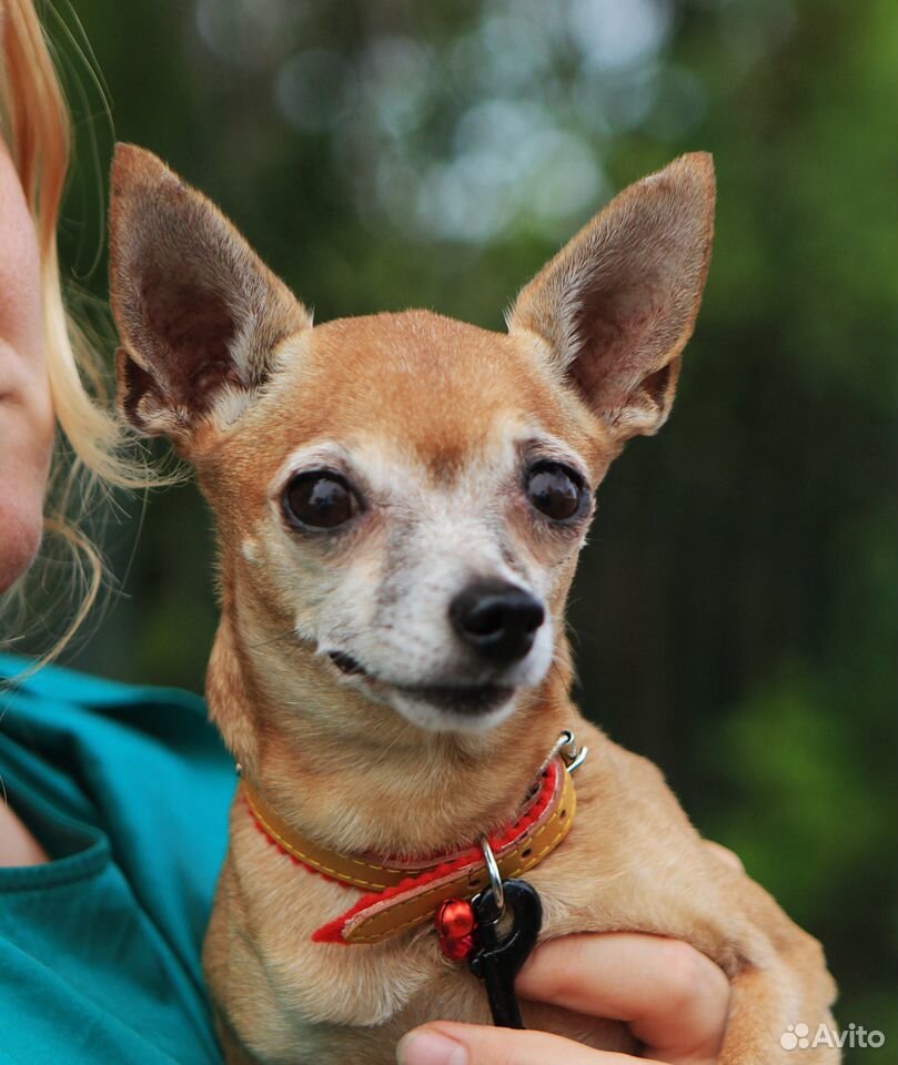 Глаша, 10 лет, 30 см