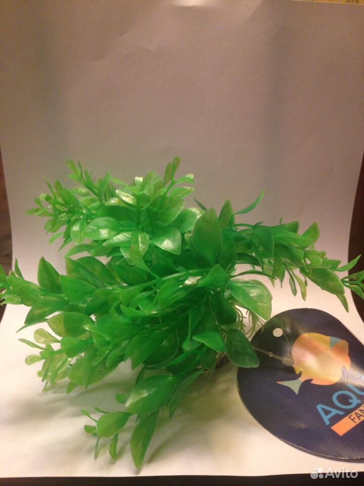 Декоративные водоросли для аквариума