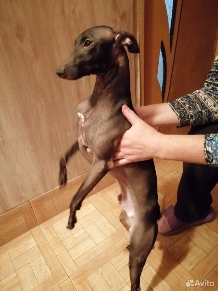 Мальчик Левретки для вязки
