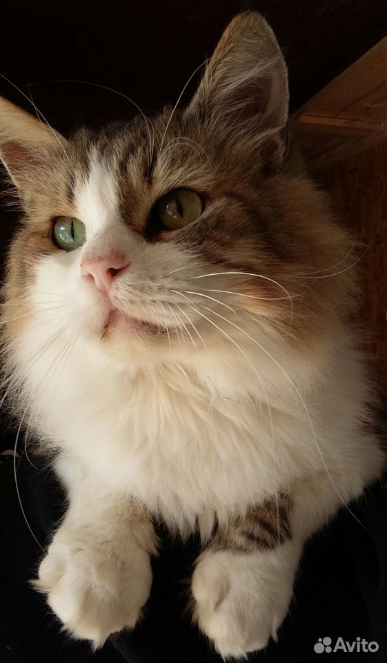 Шикарный кот ищет дом