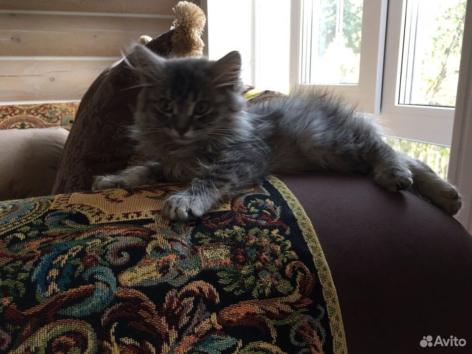 Тигруля девочка 2,5 мес