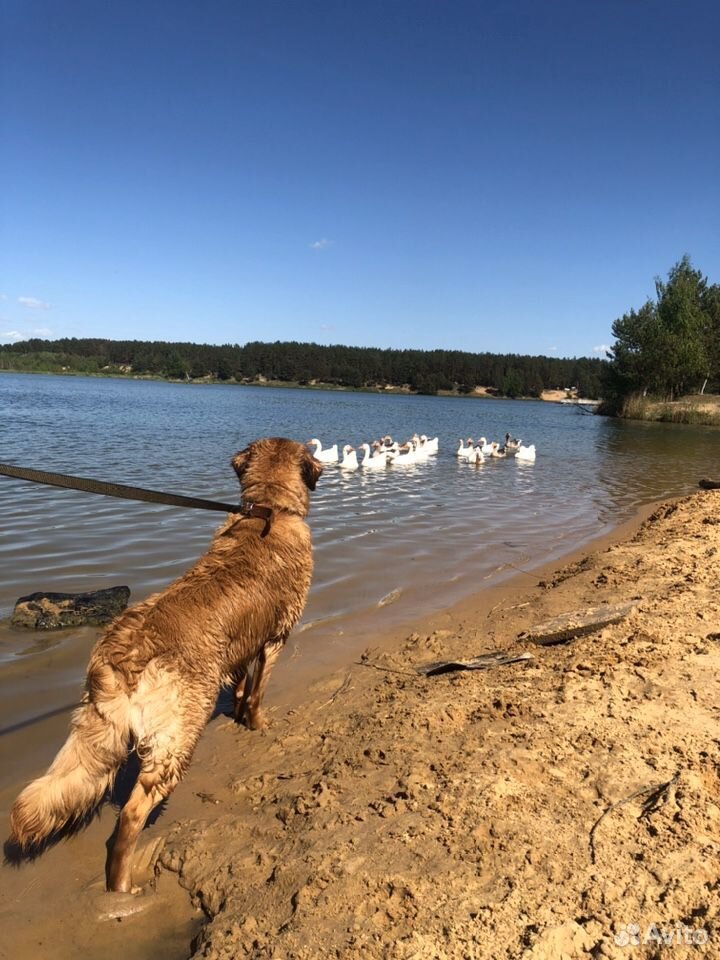 Вязка golden retriever