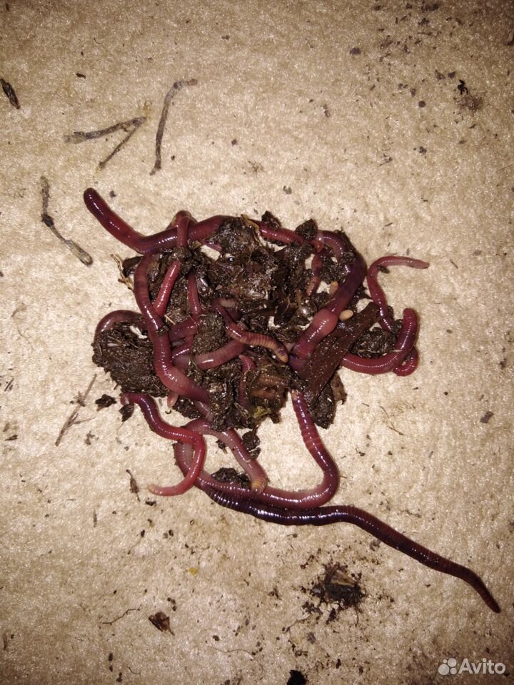 Черви (Красный калифорнийский червь)