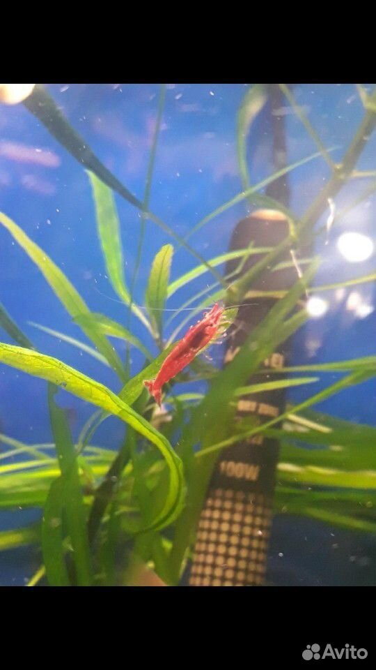 Креветки вишни