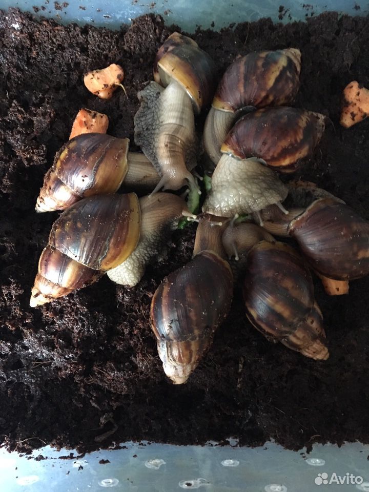 Ахатинские улитки отдам