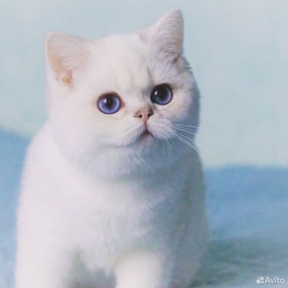 Мальчик шиншилла пойнт