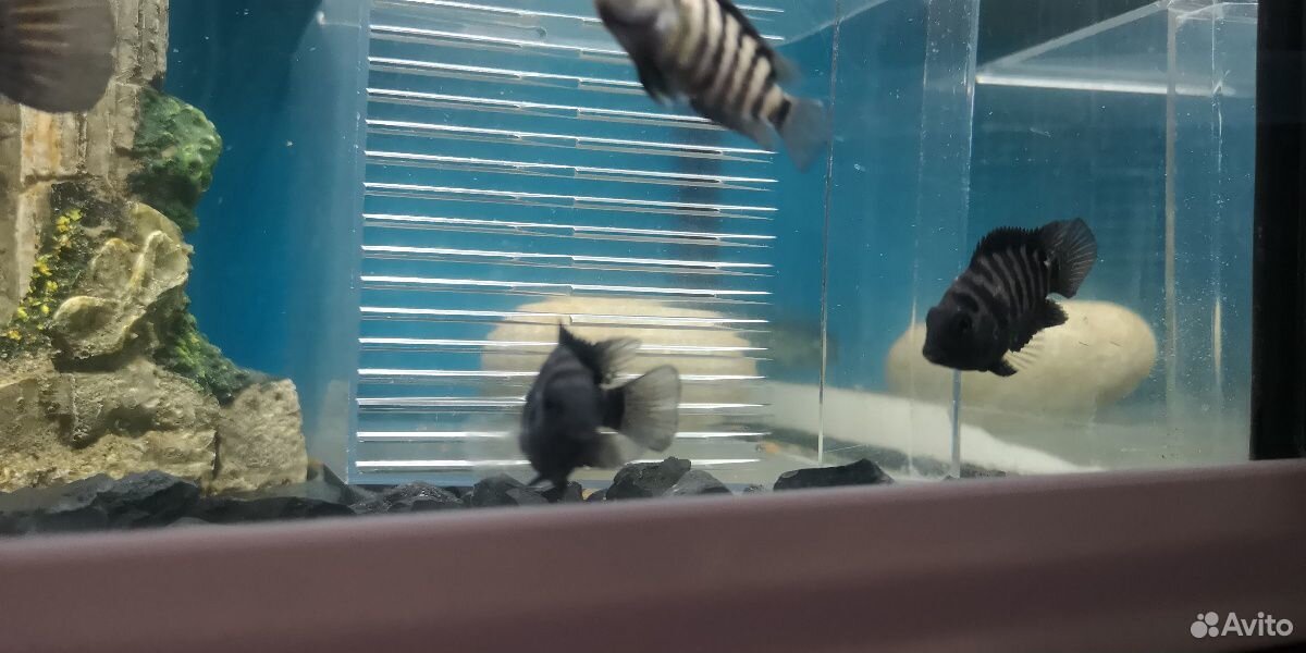 Цихлида чернополосая