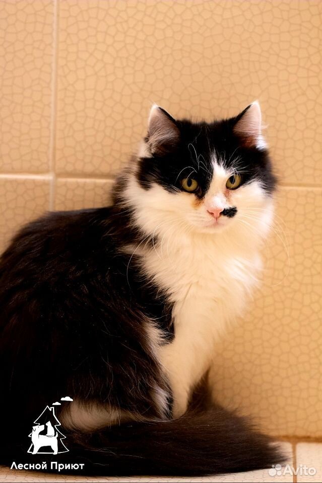 Красавец Котэ ждёт своего Человека