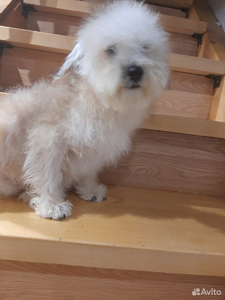 Мальчик метис болонки с бешоном 9мес