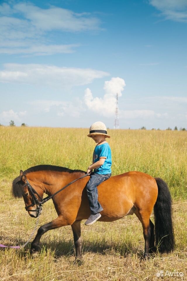 Шетландский пони, мерин