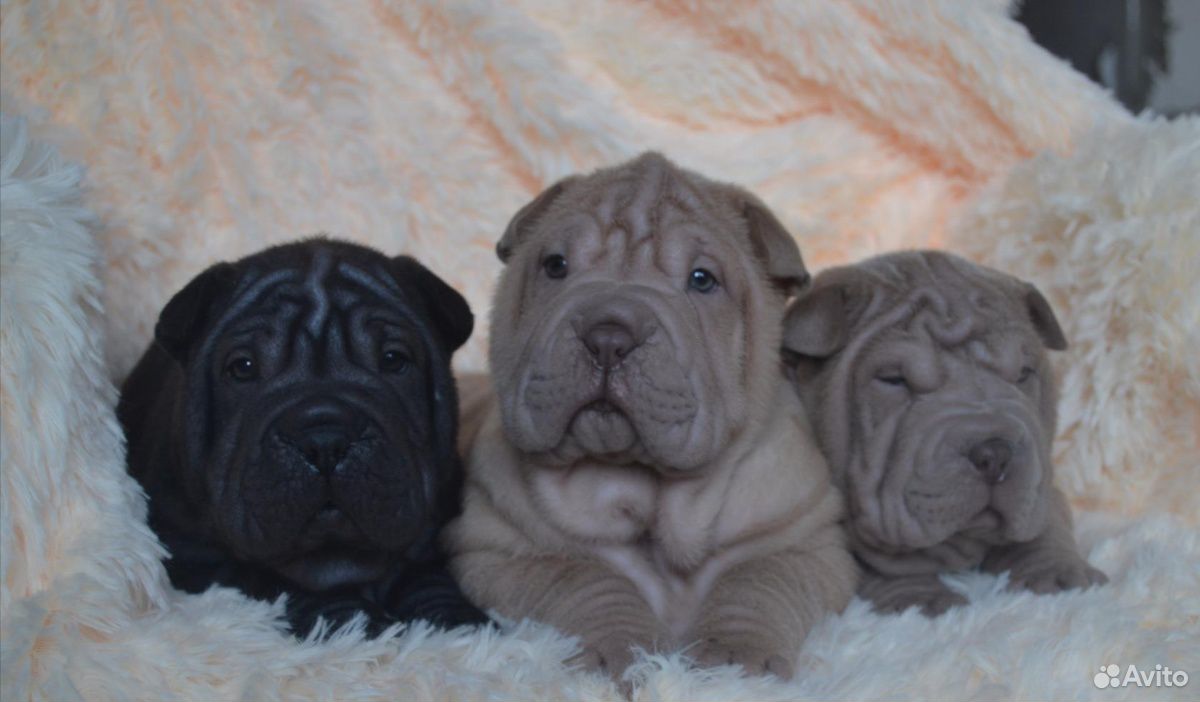 Дочки и сыночки