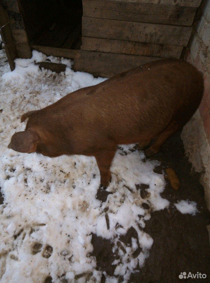 Дюрок, свинка