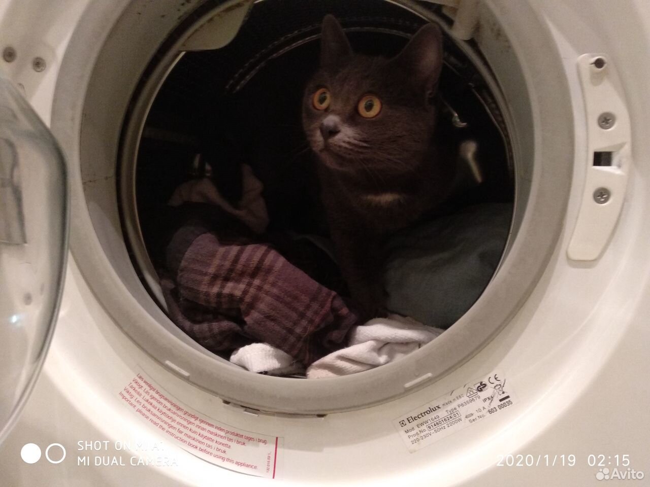 Кошка. Зовут Фиби. 1,5 года