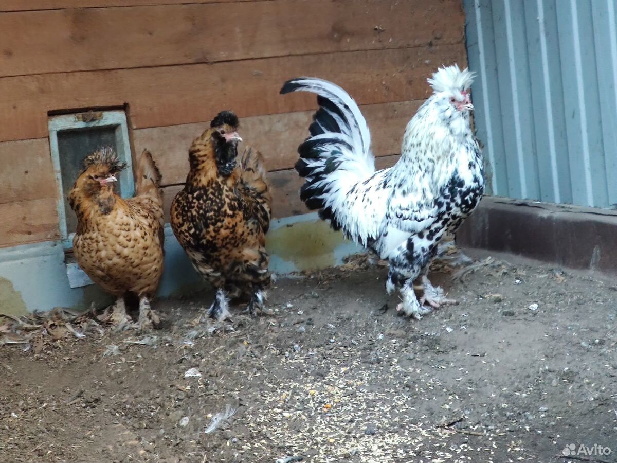 Павловские хохлатые продаем семьей. цена за всех