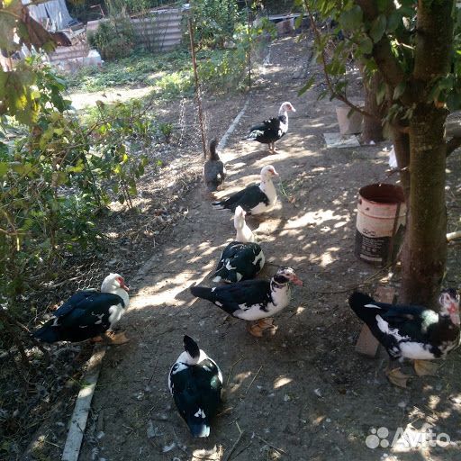 Мускусные утки и Яйца на инкубацию