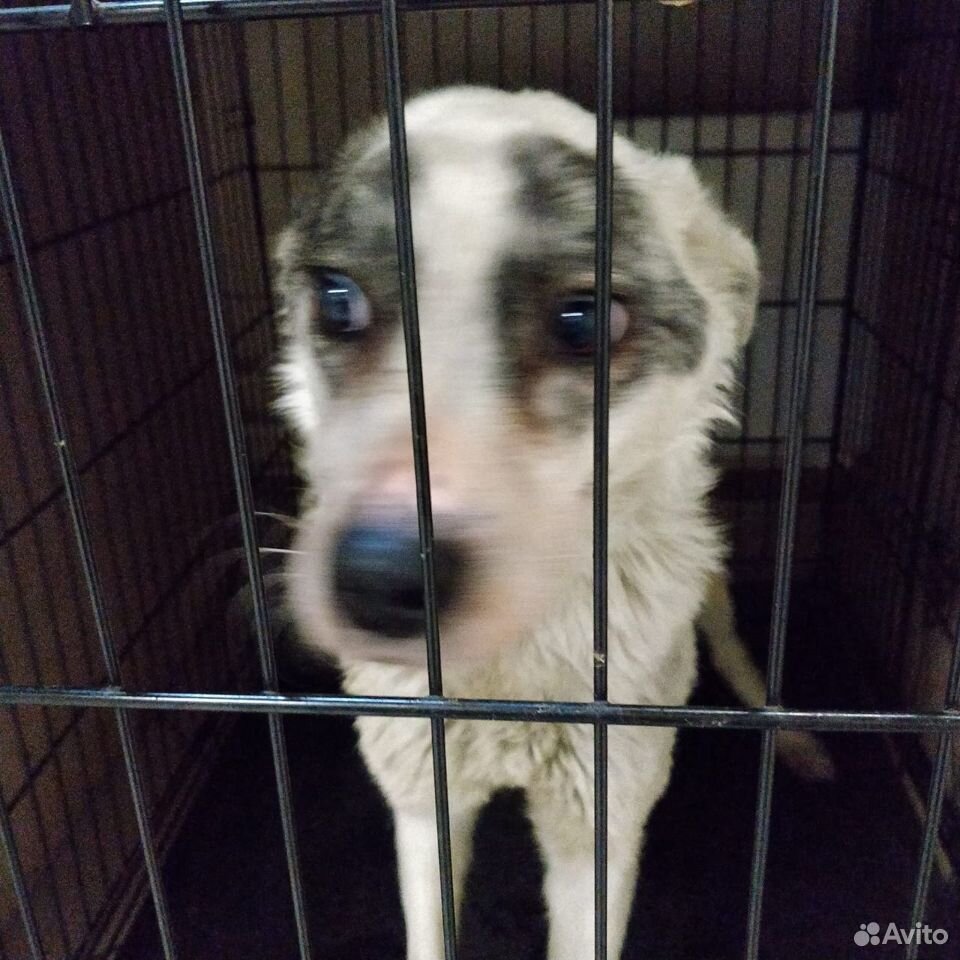 Собака в дар в добрые руки