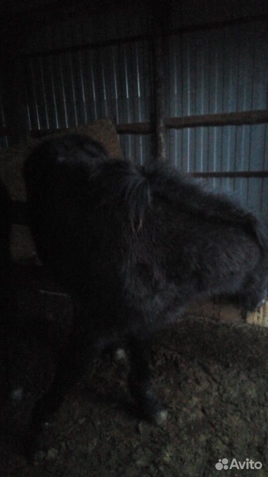 Жеребчики и кобылки, молодняк