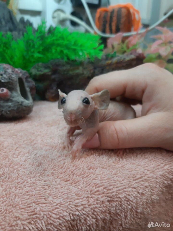 Крысы девочки сфинсы