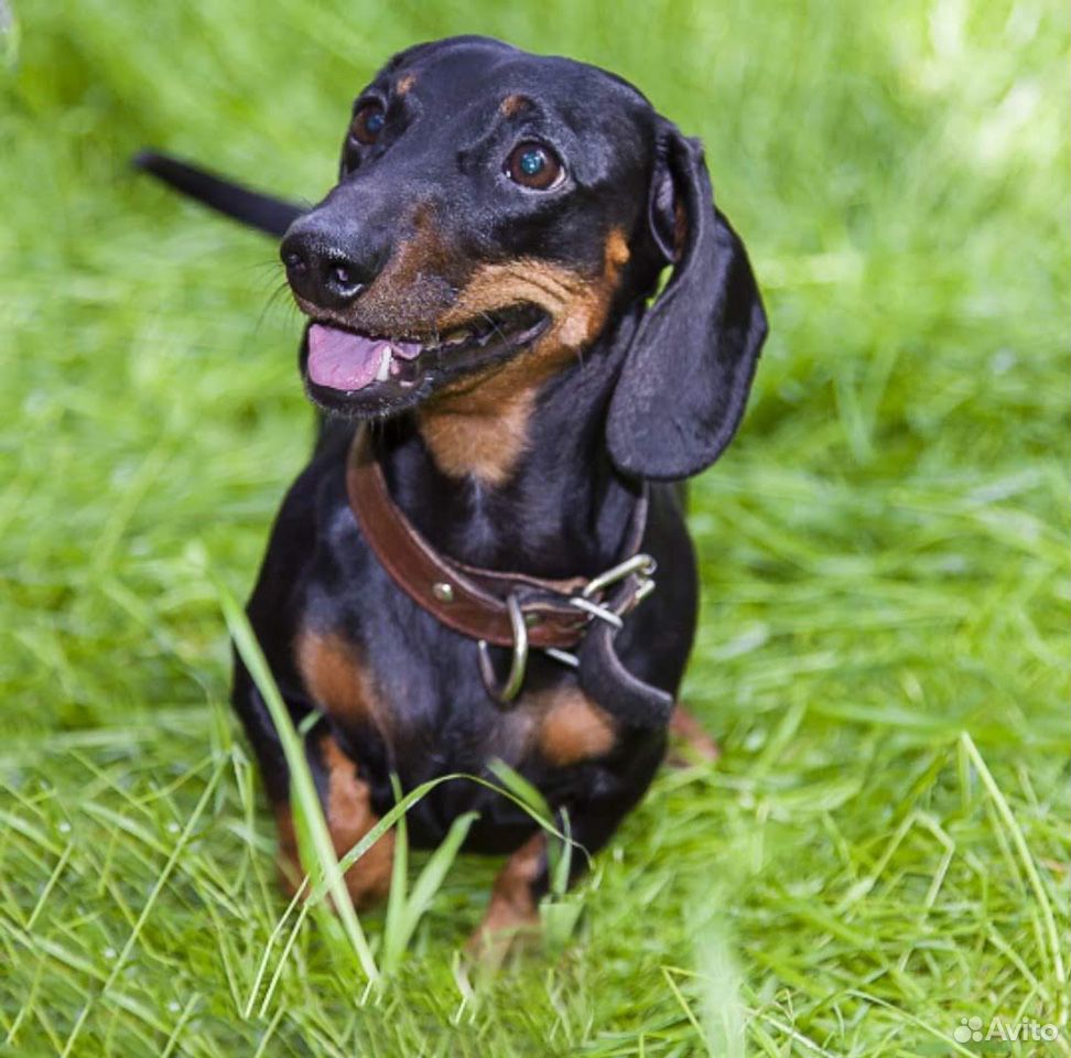 Такса для вязки