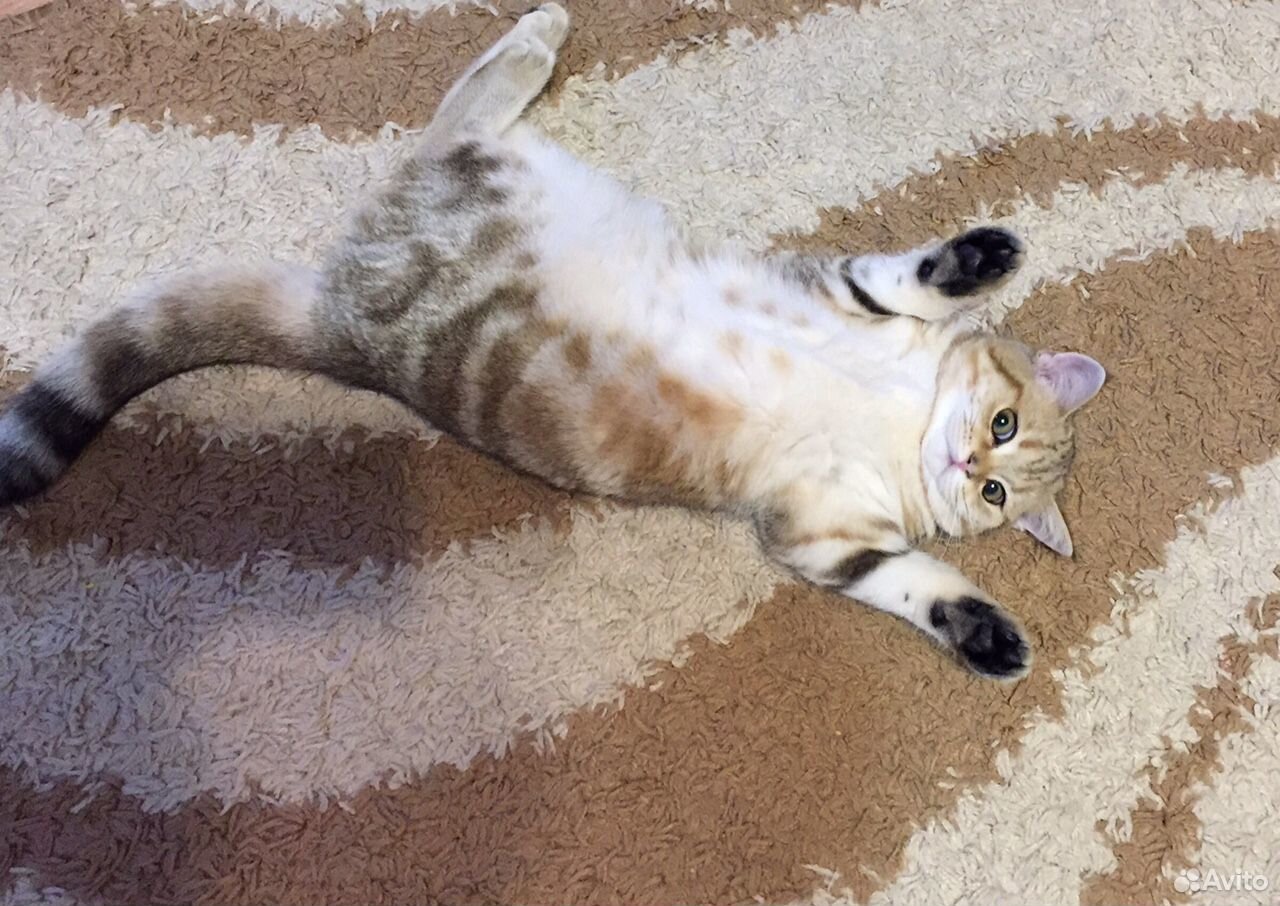 Британская кошечка