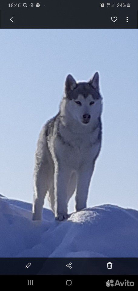 Сибирский хаски
