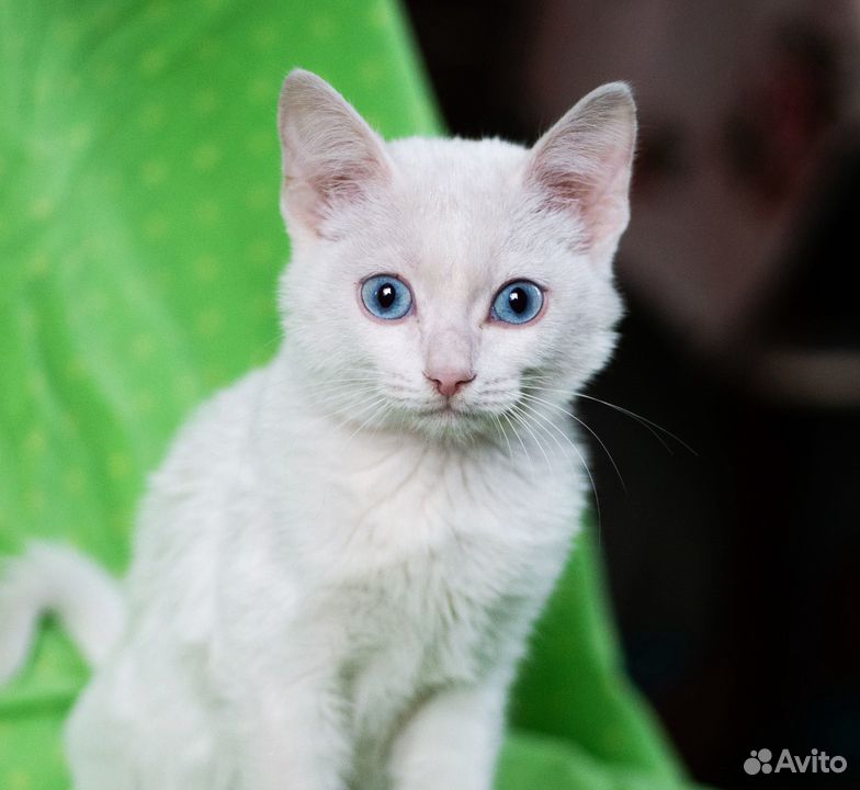 Белый голубоглазый котенок ищет хозяина)