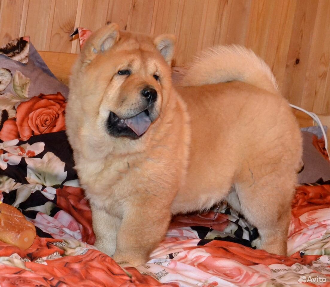 Чау чау смуф