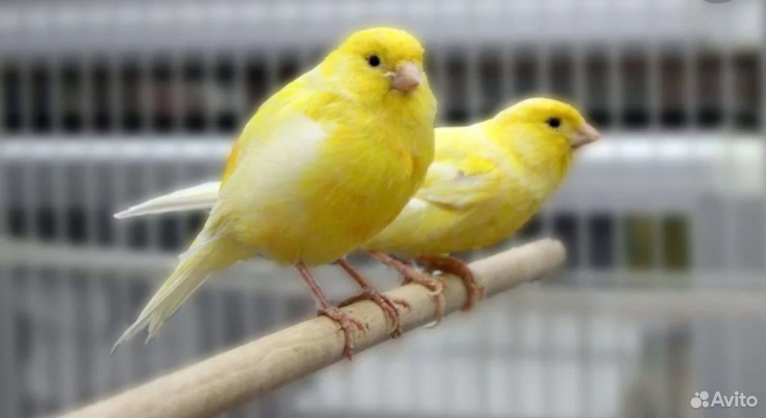 Канарейки молодые самцы и самочки