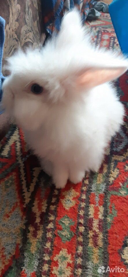 Кролик декоративный