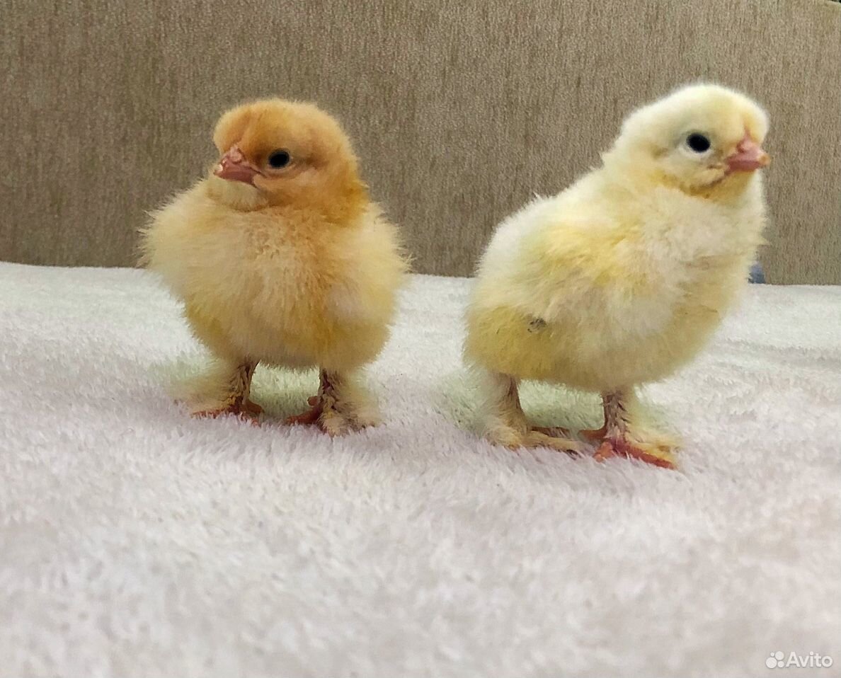 Цыплята кохи, павлины, фазаны