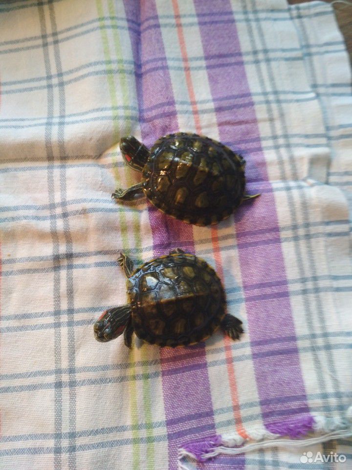 Черепаха