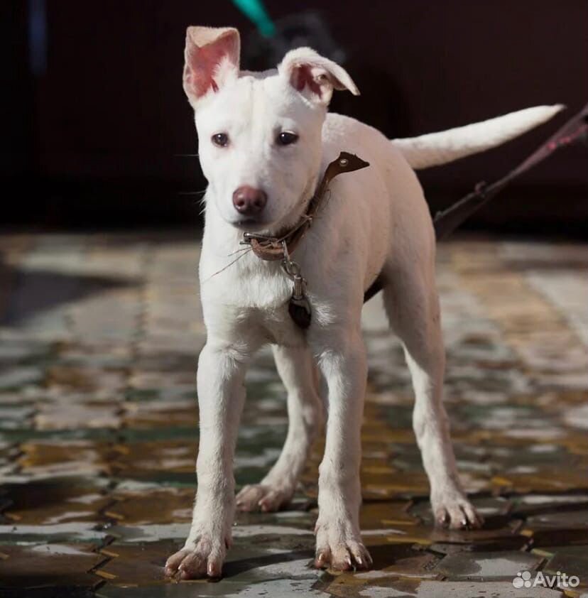 Щенок Буран очень хочет домой