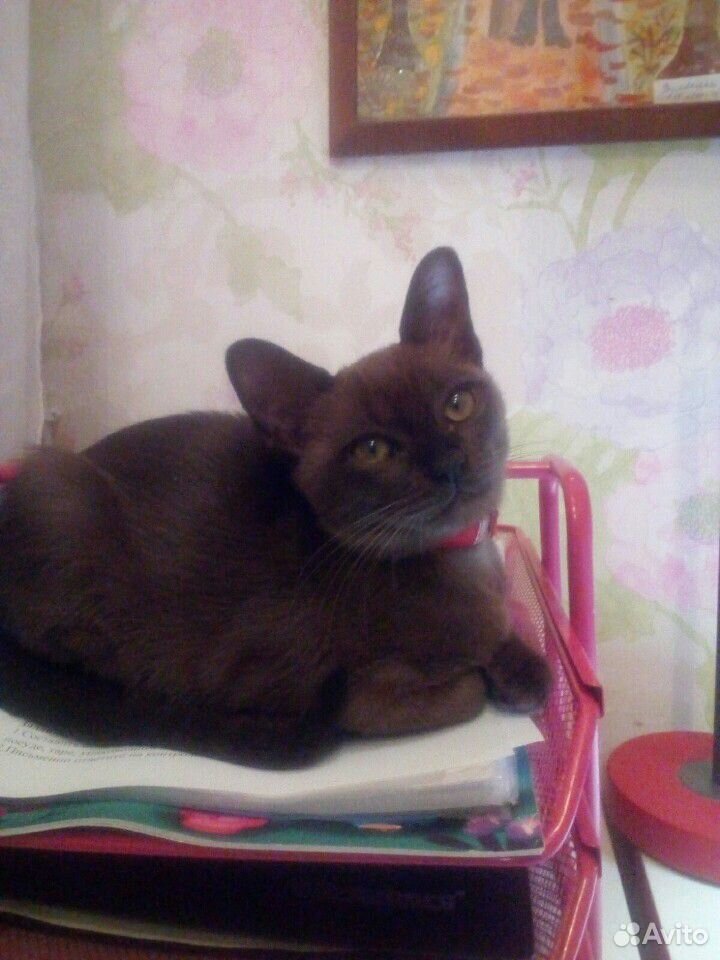 Котёнок европейской бурмы