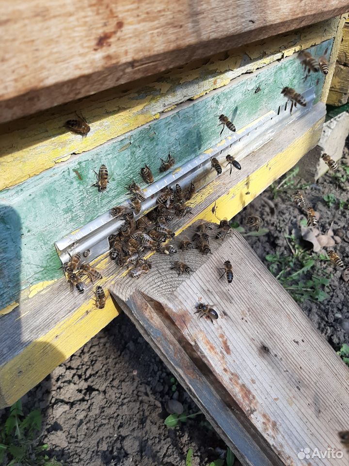Продаются пчелопакеты и семьи пчел