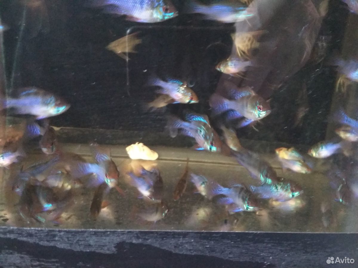 Апистограмма Рамирези вуалевая