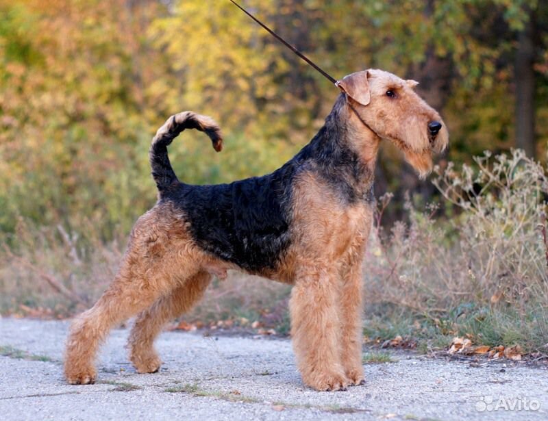 Щенки эрдельтерьера