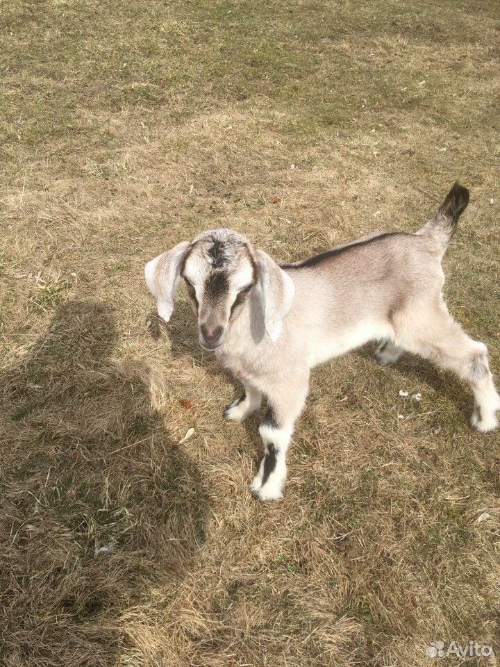 Нубийский козлик, обмен