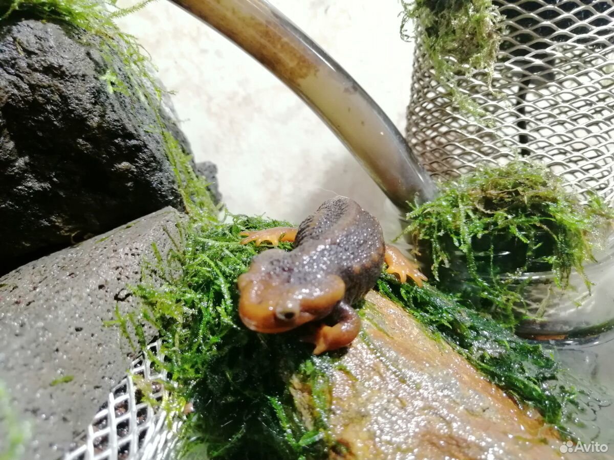 Крокодиловый тритон