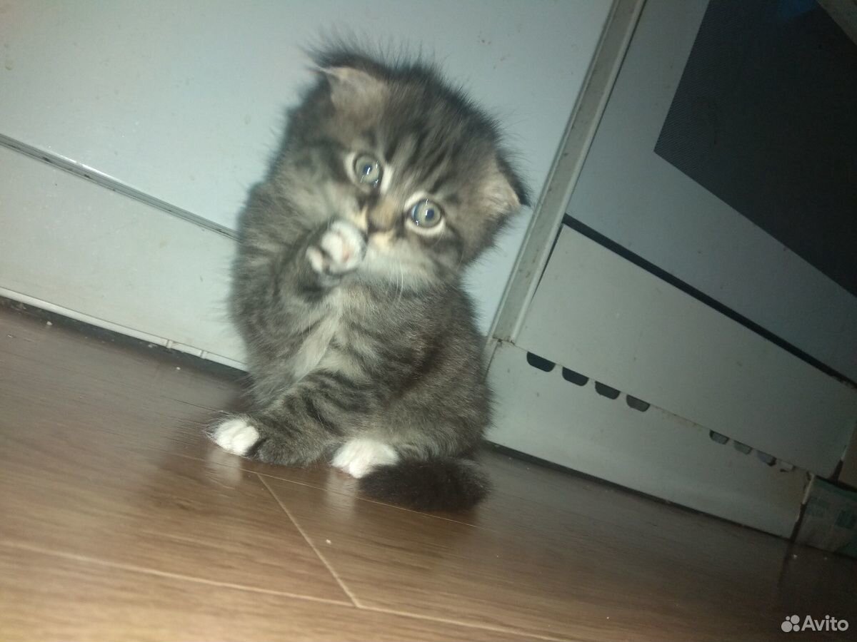 Вислоухий котик