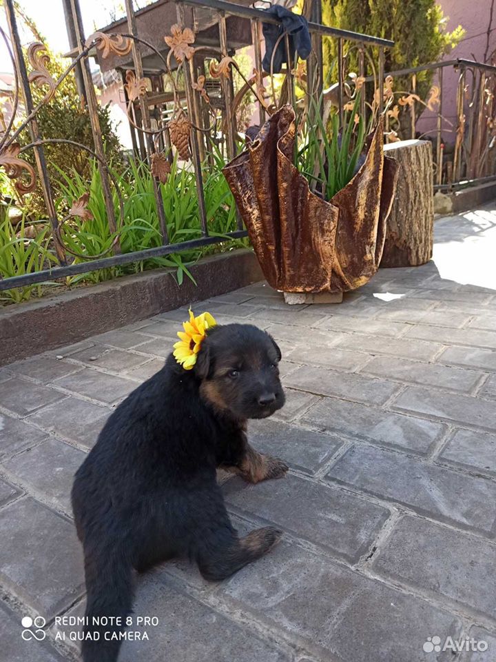 Продажа шенков