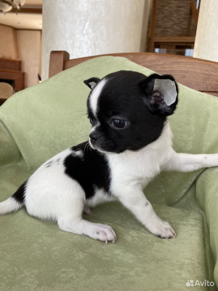 Чихуахуа мини кроха