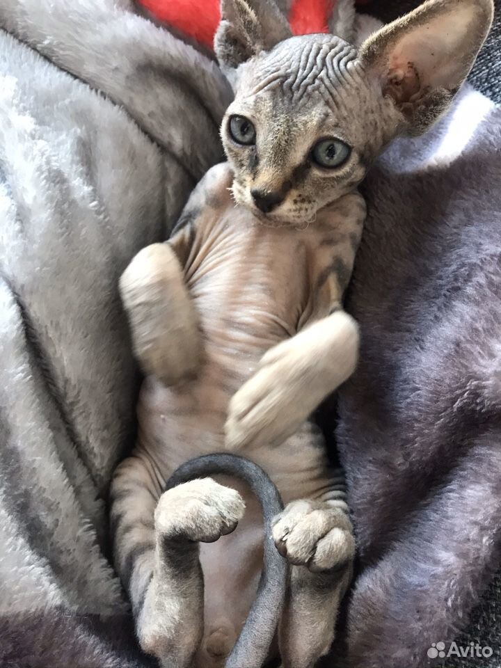 Канадец котёнок