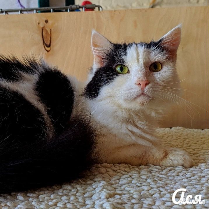 Кошка Ася, 5 лет (из приюта)