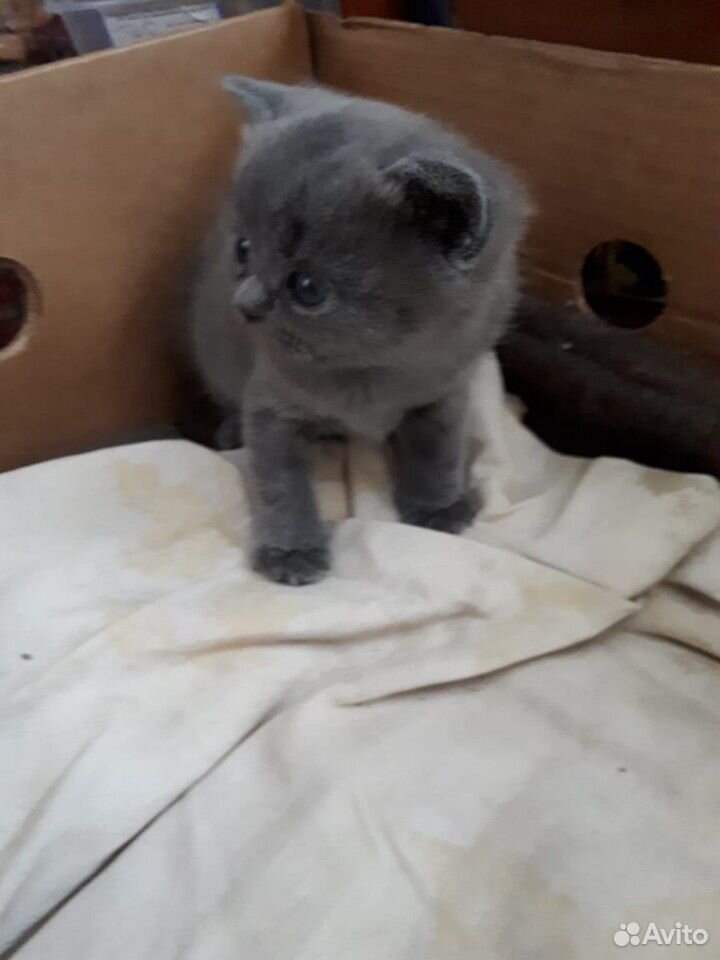 Британская кошечка