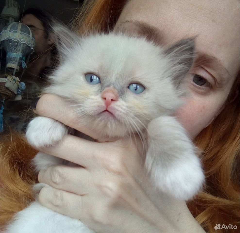 Котята (мальчики) породы рэгдолл