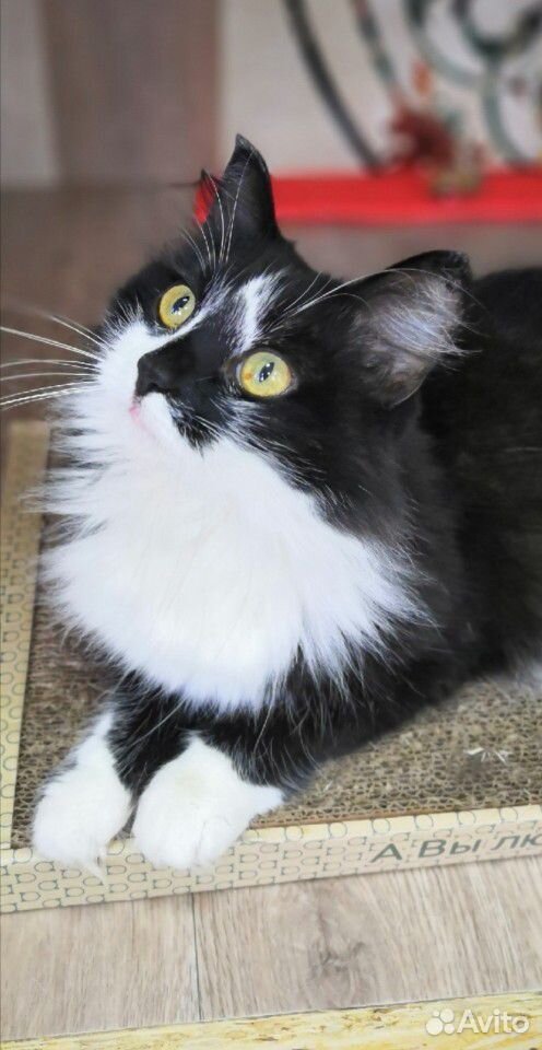 В добрые руки