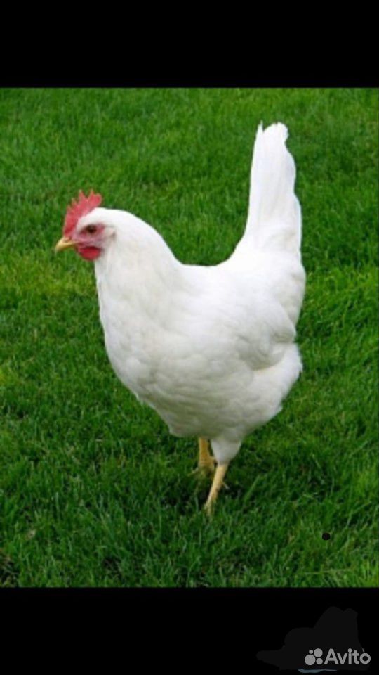 Продаются курочки Леггорн, Доминант, Радонит-3
