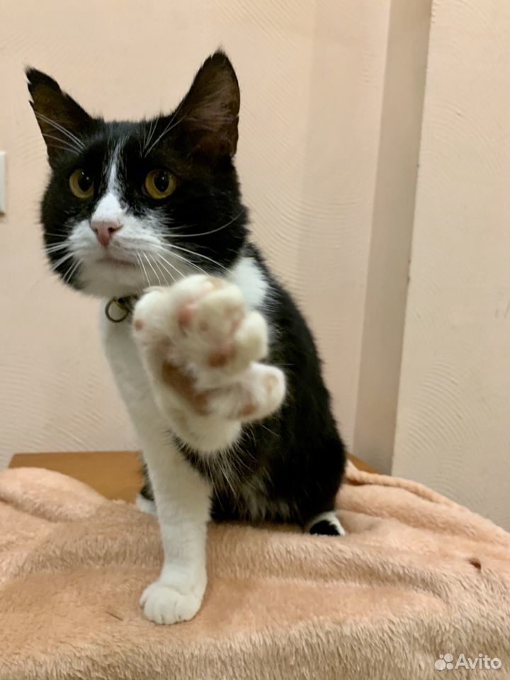 Кот Демо 1,5 года ищет дом