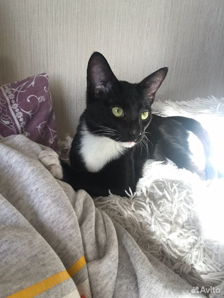 Котенок девочка полуориенталька